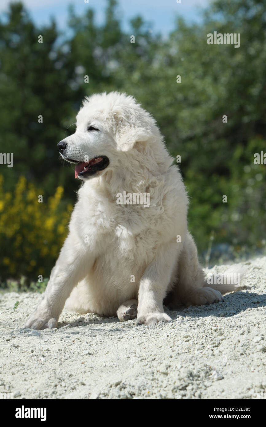Dog Polish Tatra Sheepdog / Tatra Mountain Sheepdog / Podhale puppy ...