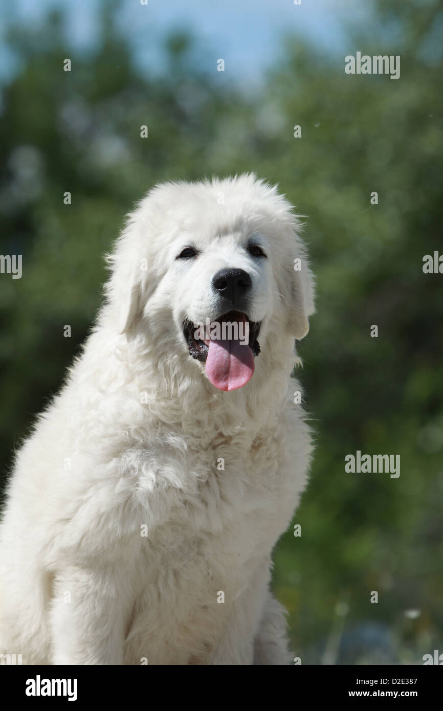 Dog Polish Tatra Sheepdog / Tatra Mountain Sheepdog / Podhale puppy ...