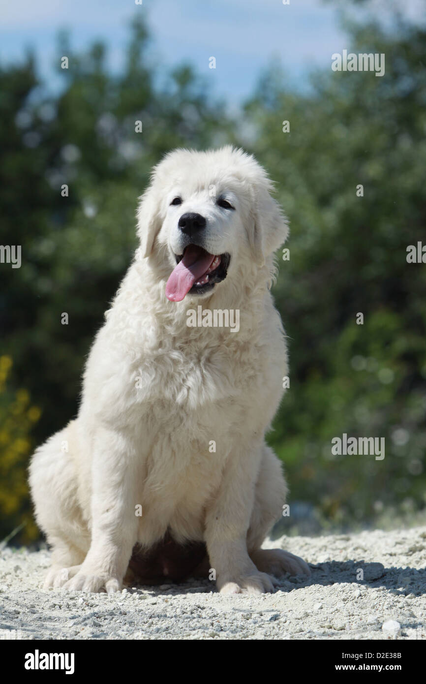 Dog Polish Tatra Sheepdog / Tatra Mountain Sheepdog / Podhale puppy ...