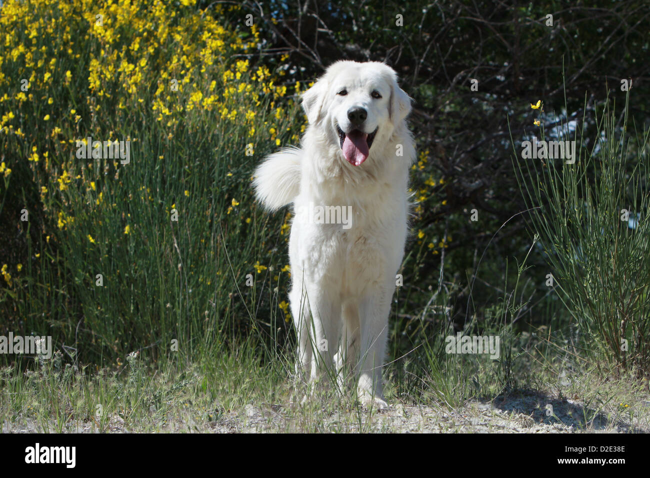 Polish shepherd podhale dog hi-res stock photography and images - Alamy