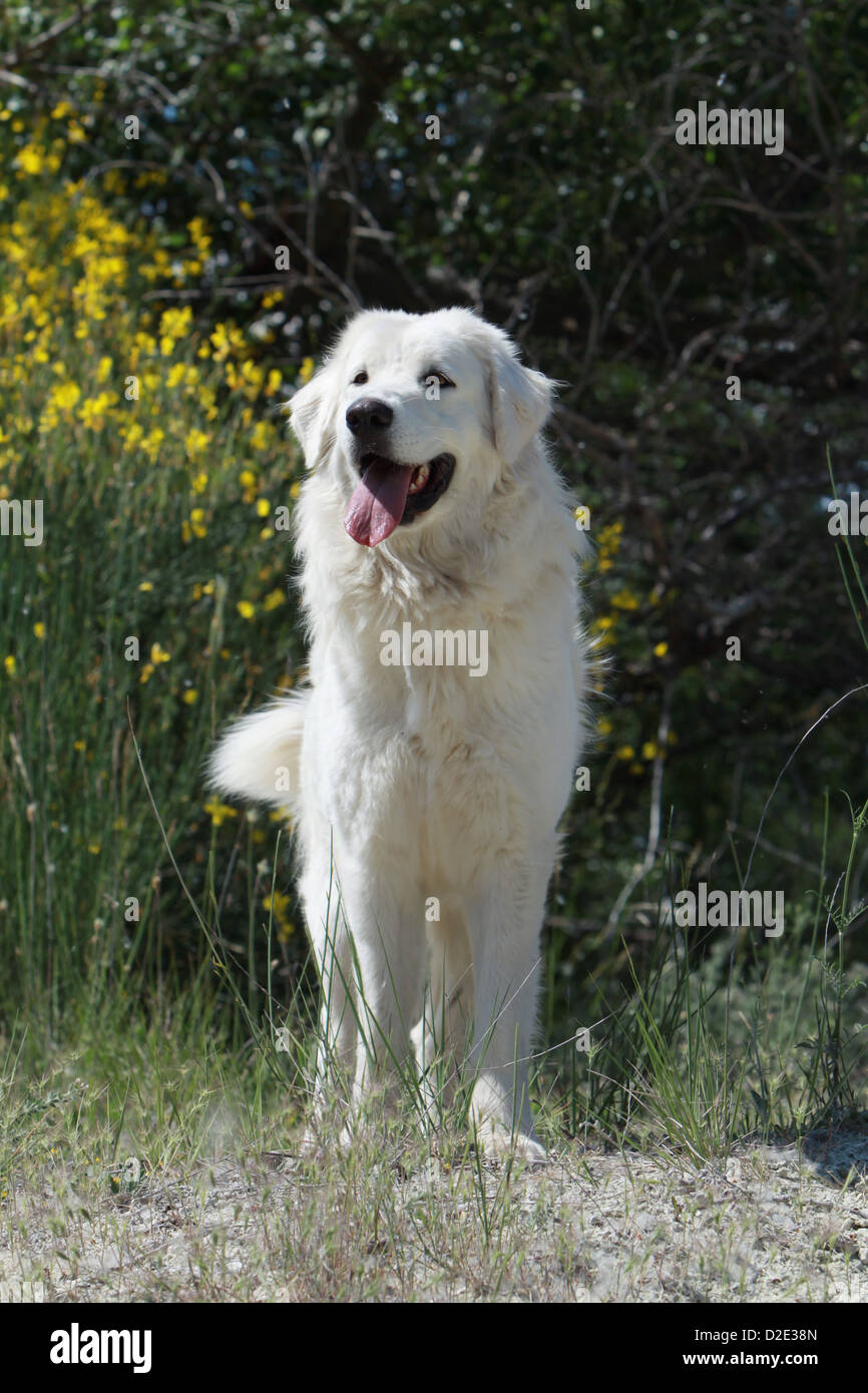 Tatra dog sheep hi-res stock photography and images - Alamy