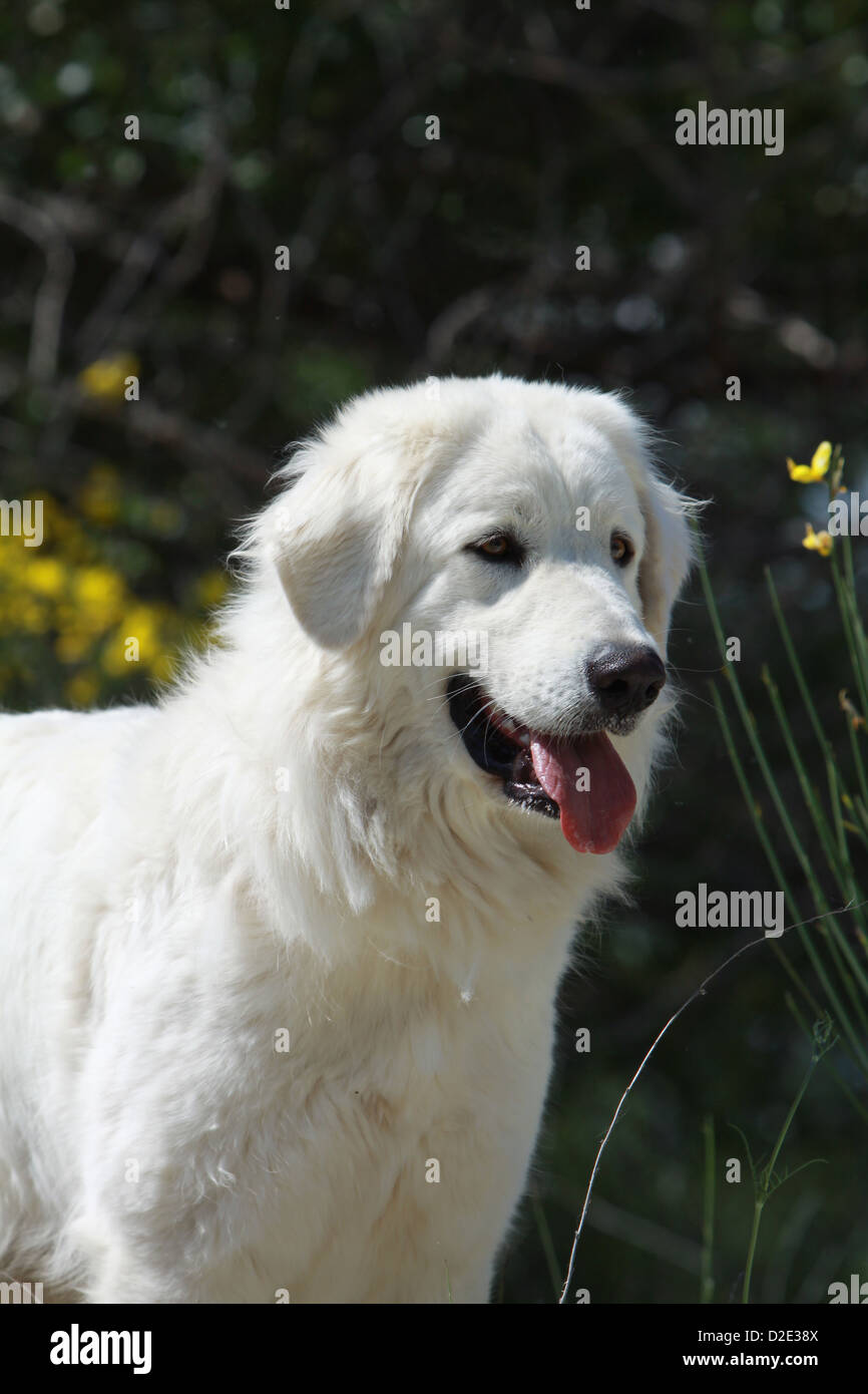 Tatra dog sheep hi-res stock photography and images - Alamy
