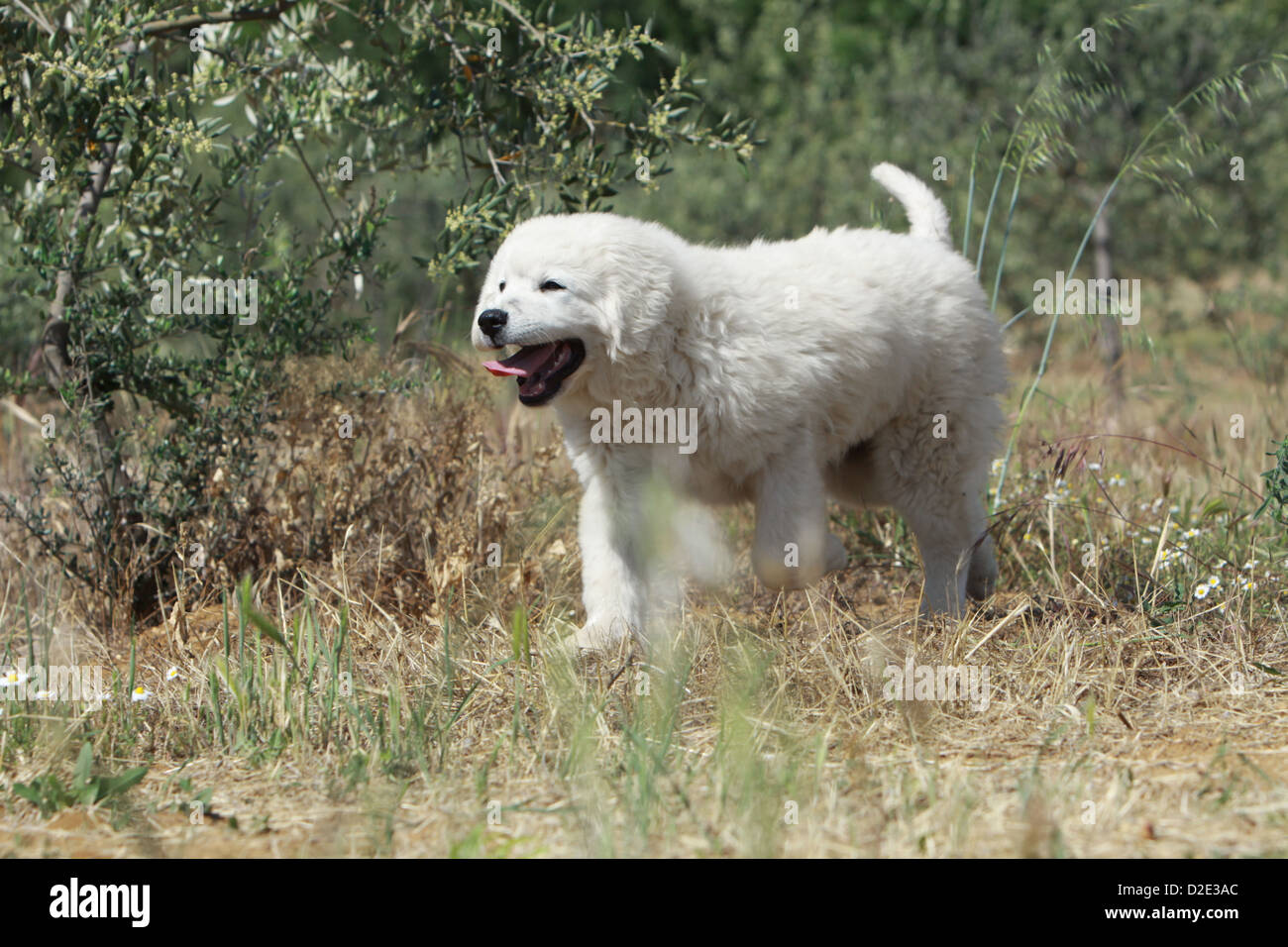 Dog Polish Tatra Sheepdog / Tatra Mountain Sheepdog / Podhale puppy ...