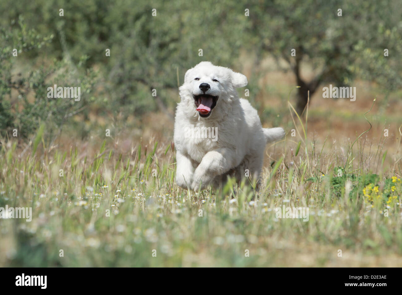 Dog Polish Tatra Sheepdog / Tatra Mountain Sheepdog / Podhale puppy ...