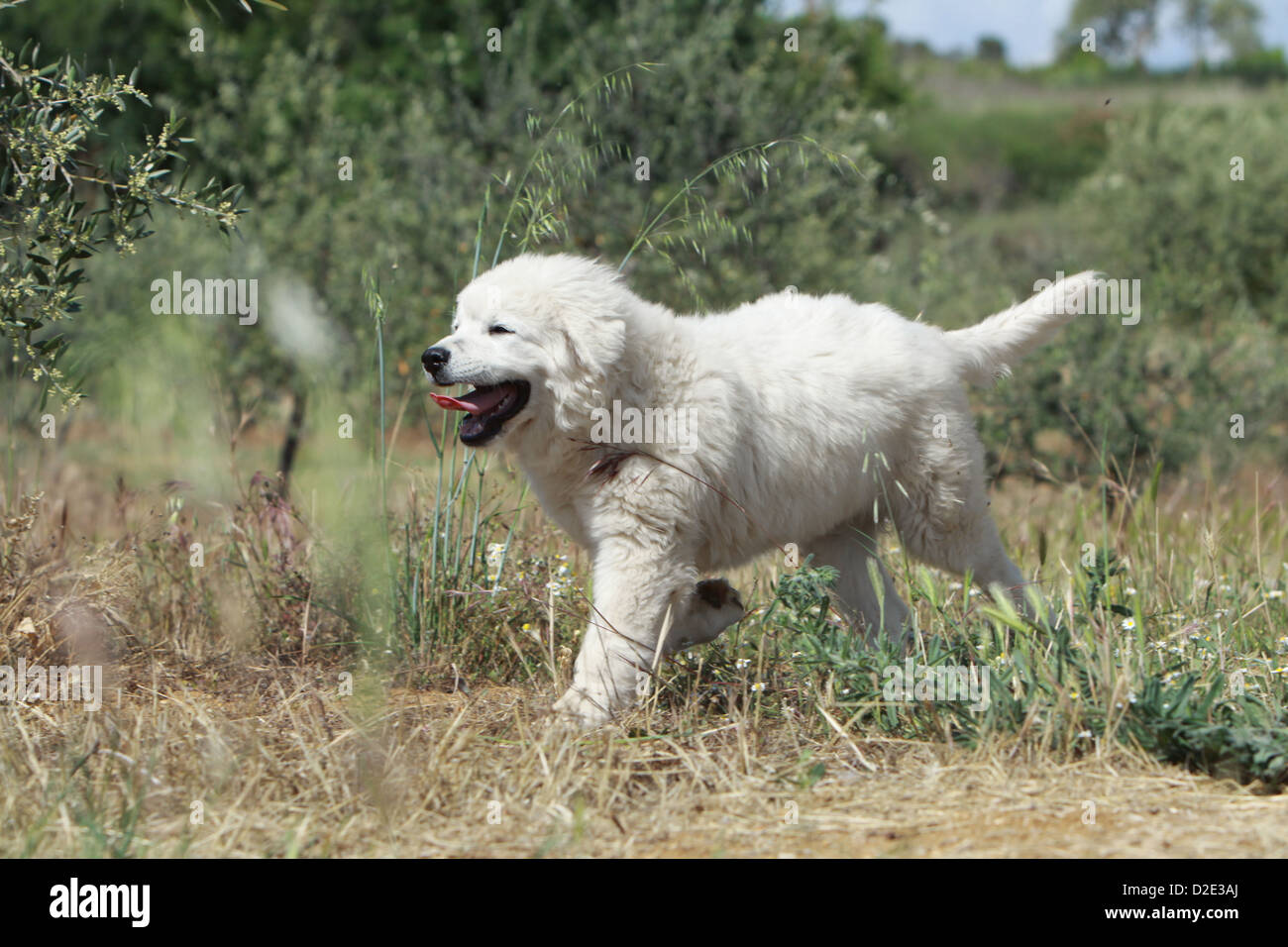 Dog Polish Tatra Sheepdog / Tatra Mountain Sheepdog / Podhale puppy ...