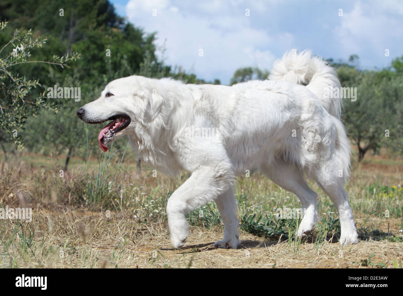 Dog Polish Tatra Sheepdog / Tatra Mountain Sheepdog / Podhale adult ...