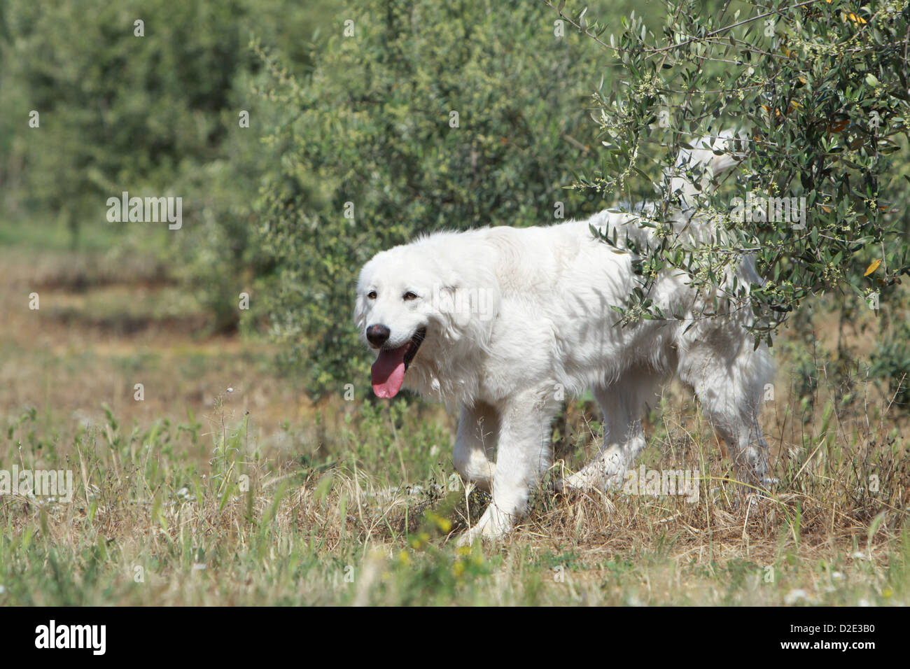 Sheeps and sheepdog in nature High Resolution Stock Photography and ...