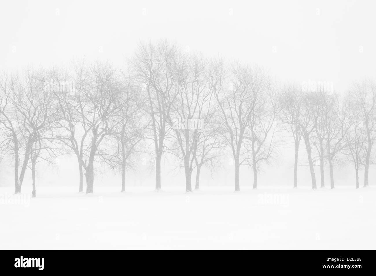barren winter landscape of trees in field of snow Stock Photo - Alamy