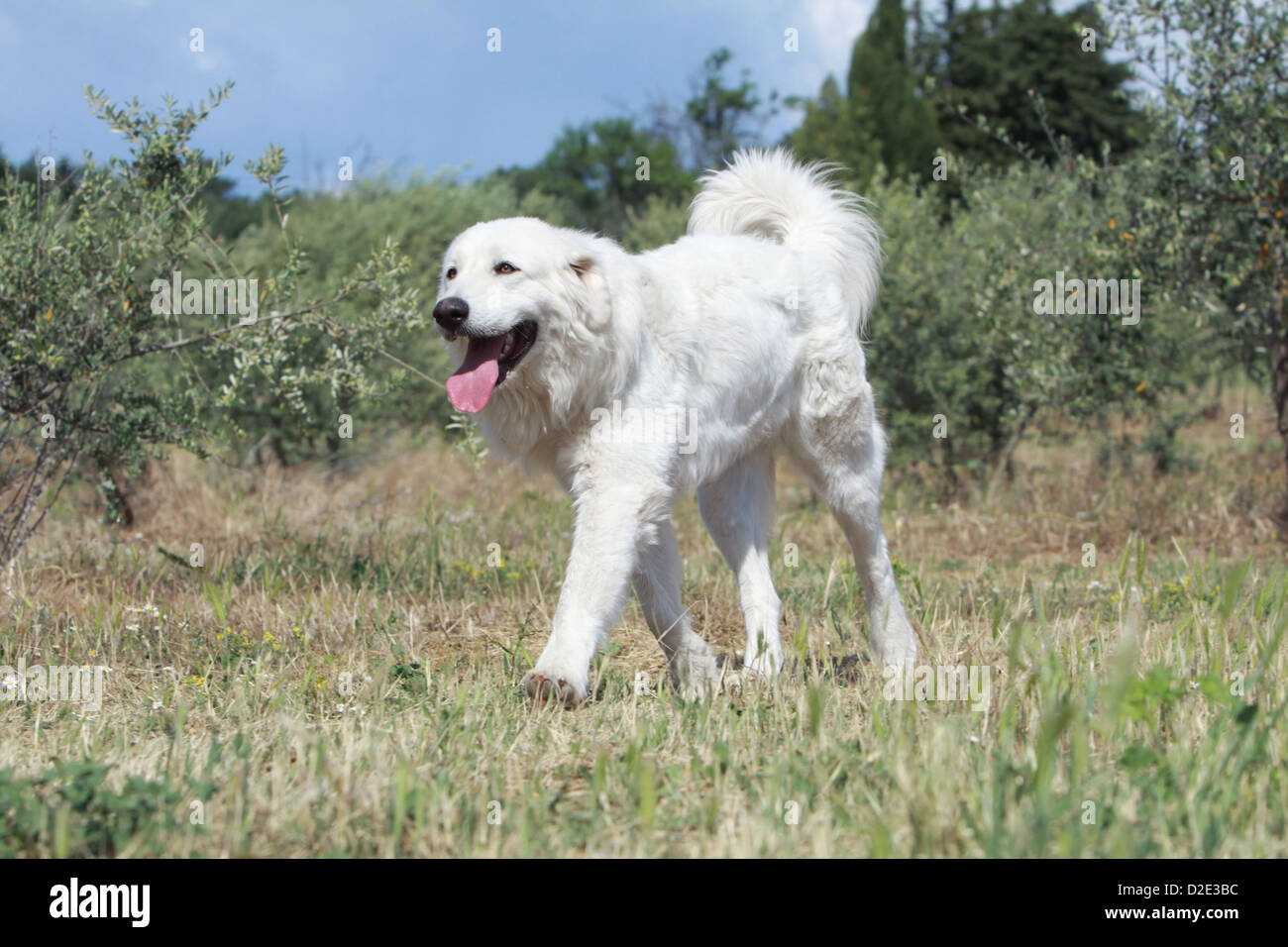 Sheeps and sheepdog in nature hi-res stock photography and images - Alamy