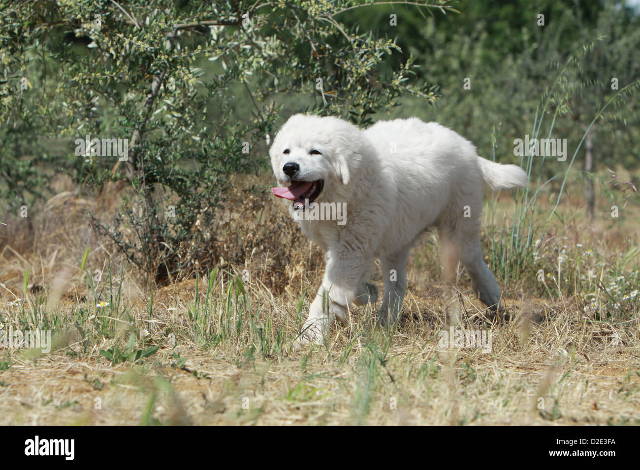 Dog Polish Tatra Sheepdog / Tatra Mountain Sheepdog / Podhale puppy ...