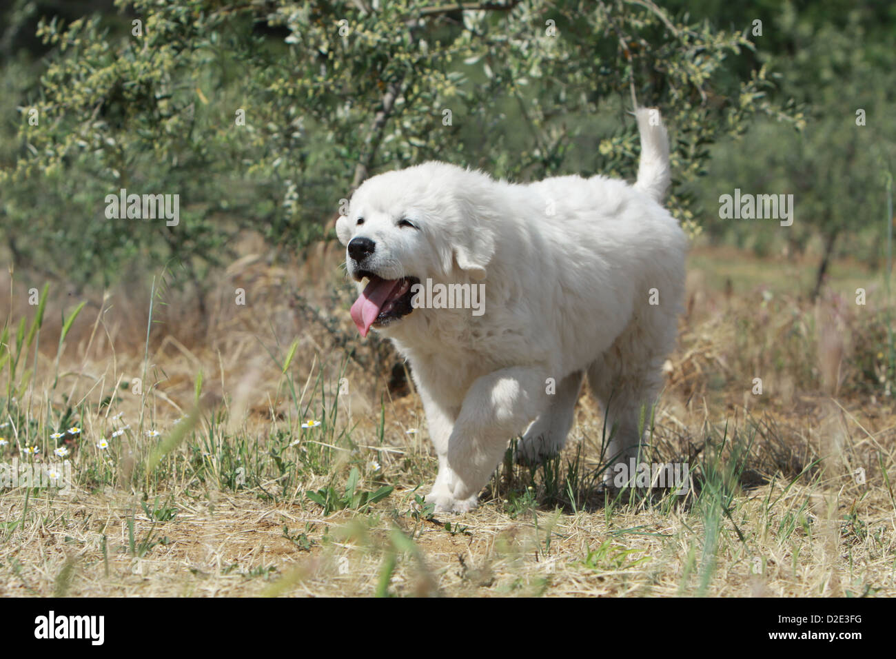 Dog Polish Tatra Sheepdog / Tatra Mountain Sheepdog / Podhale puppy ...