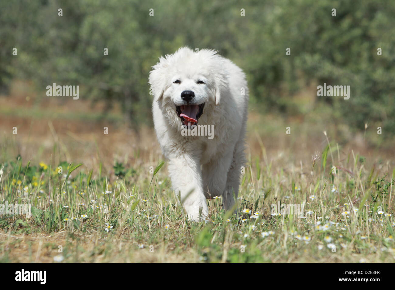 Dog Polish Tatra Sheepdog / Tatra Mountain Sheepdog / Podhale puppy ...