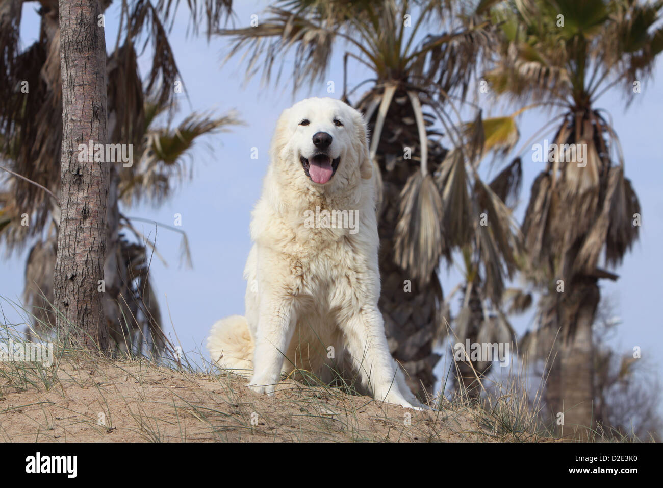 Polish shepherd of podhale breeding hi-res stock photography and images ...