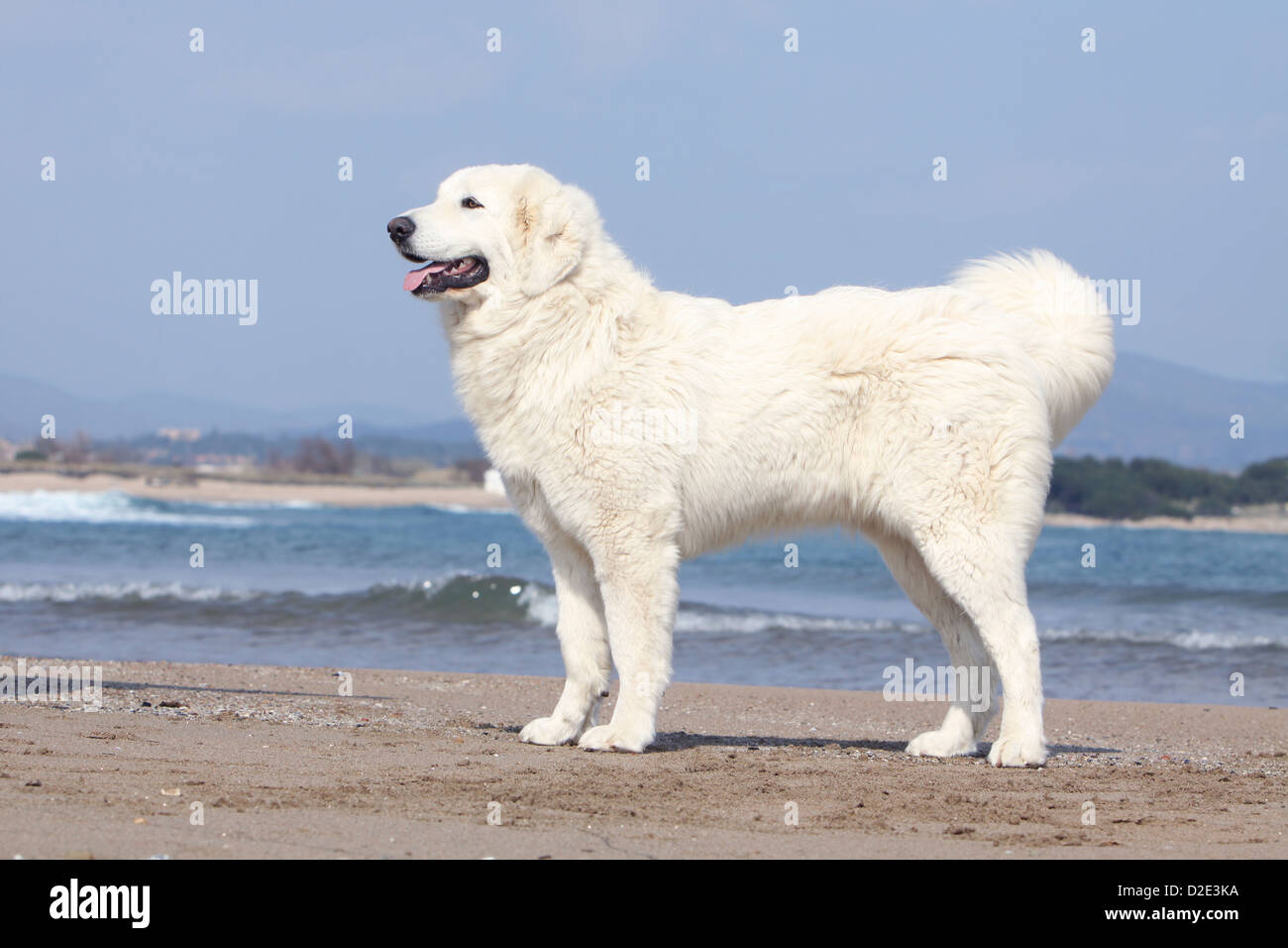 Standard podhale shepherd hi-res stock photography and images - Alamy