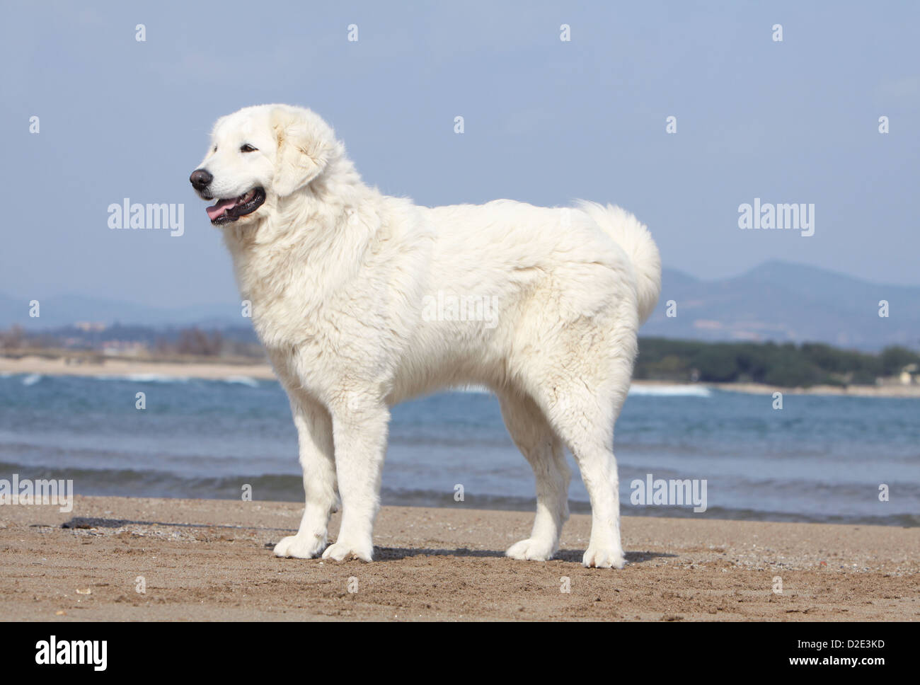 Standard podhale shepherd hi-res stock photography and images - Alamy