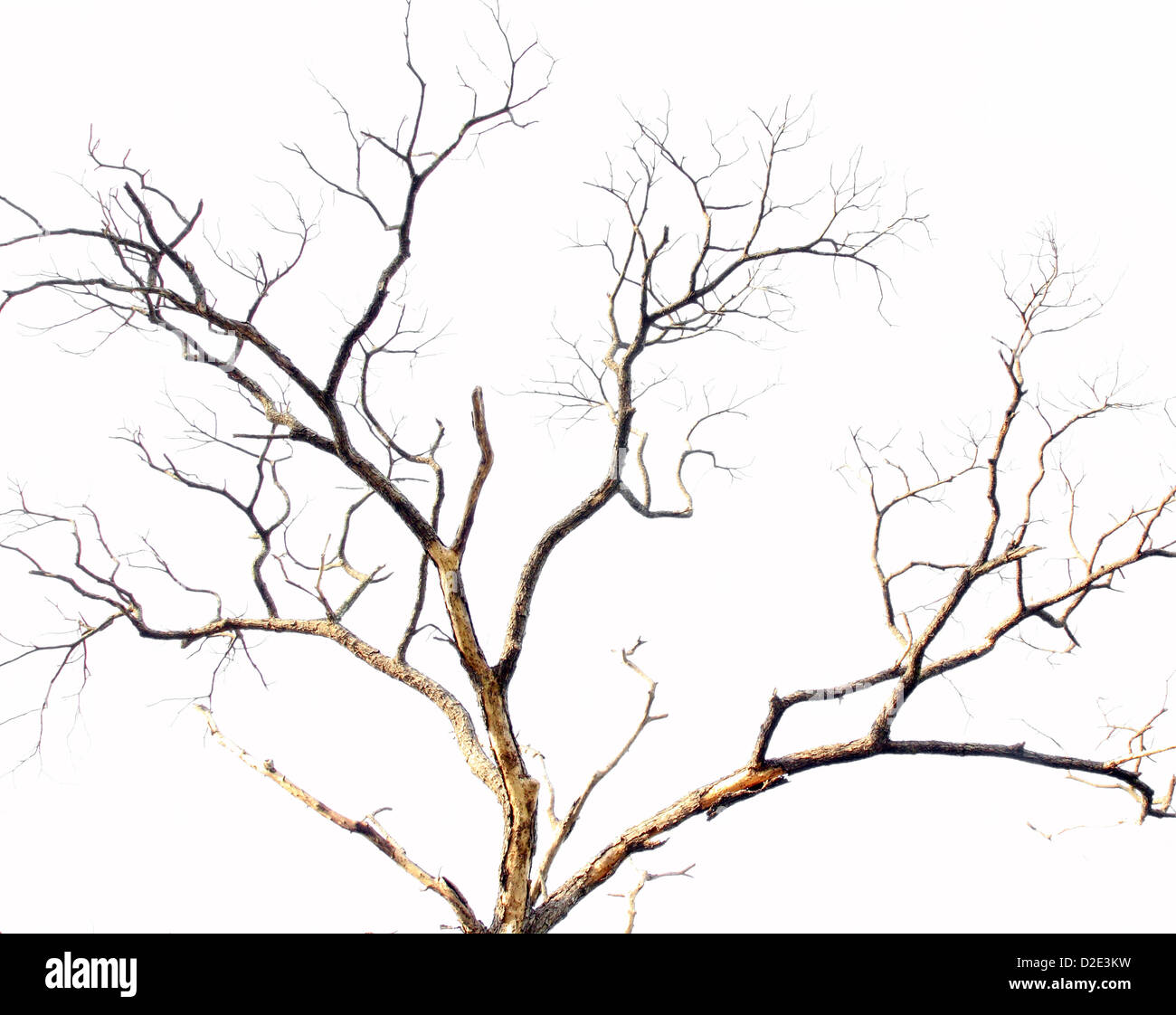 dead tree branch on white background Stock Photo - Alamy