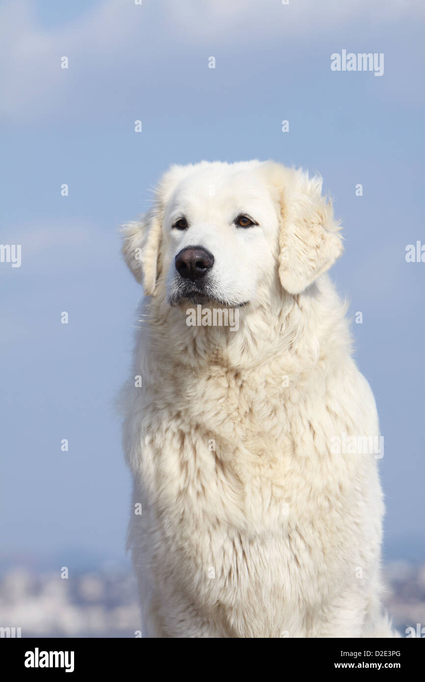 Dog Polish Tatra Sheepdog / Tatra Mountain Sheepdog / Podhale adult ...