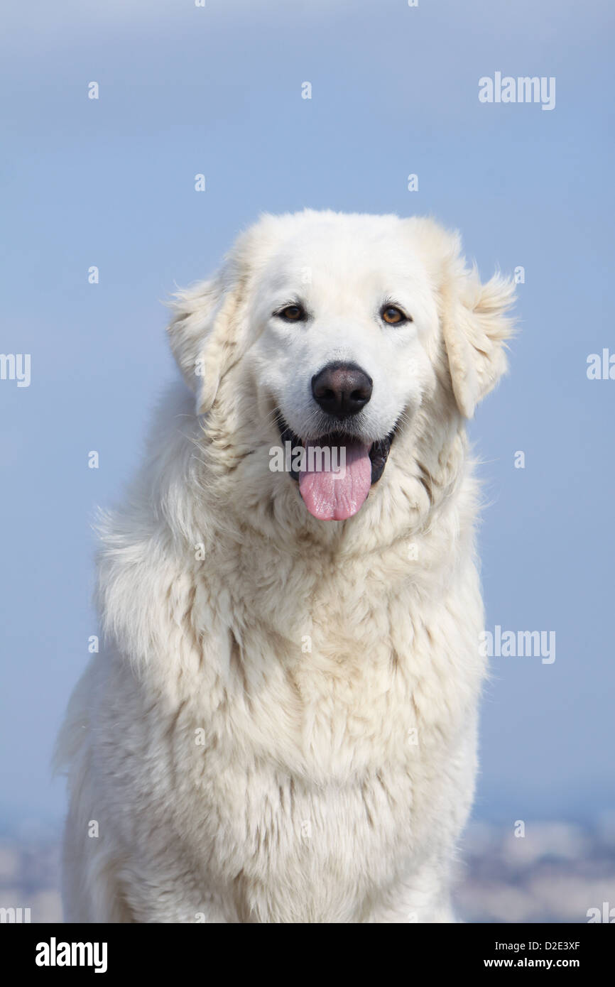 Tatra mountains shepherds dog hi-res stock photography and images - Alamy