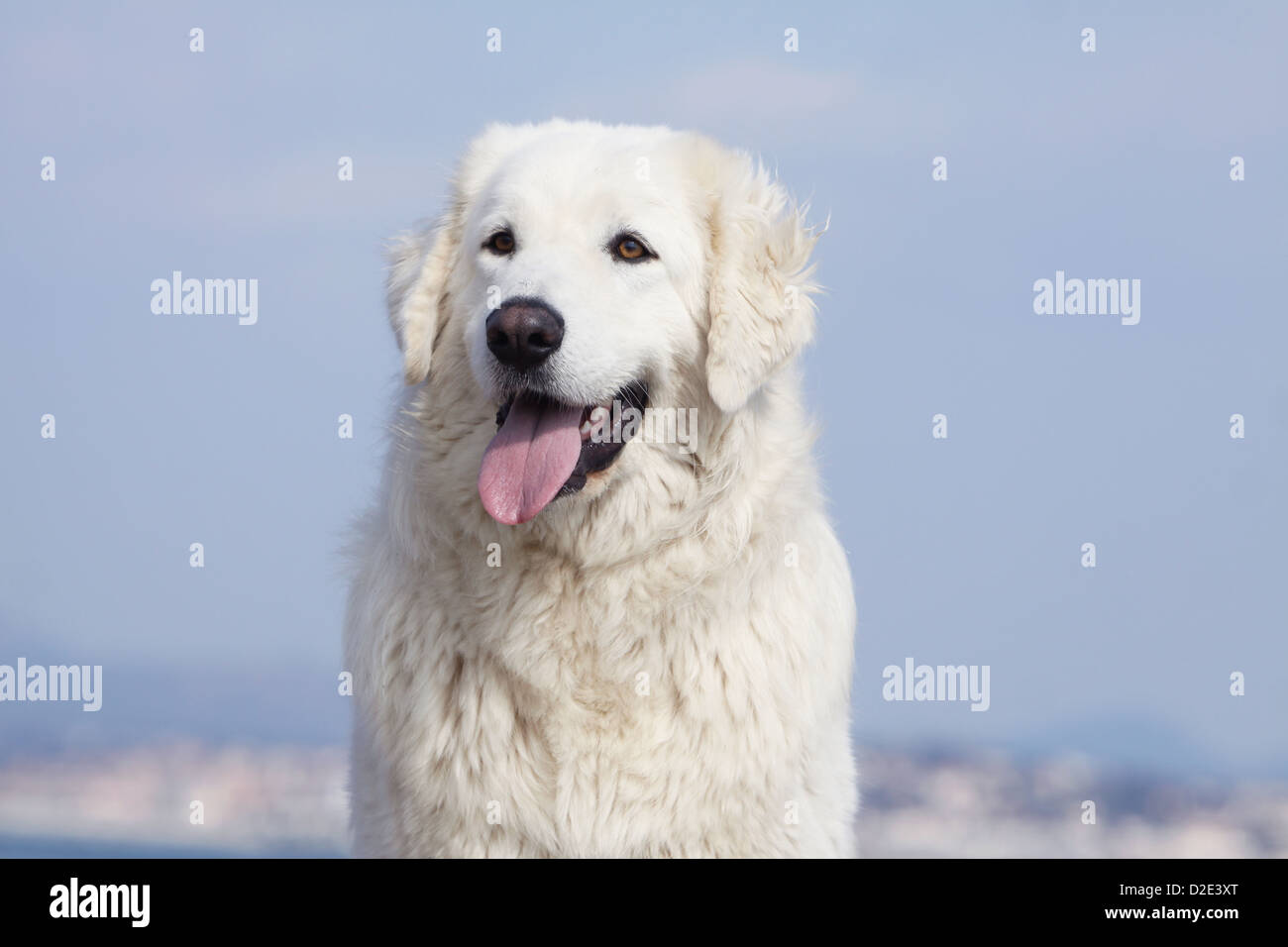 Tatra mountains shepherds dog hi-res stock photography and images - Alamy