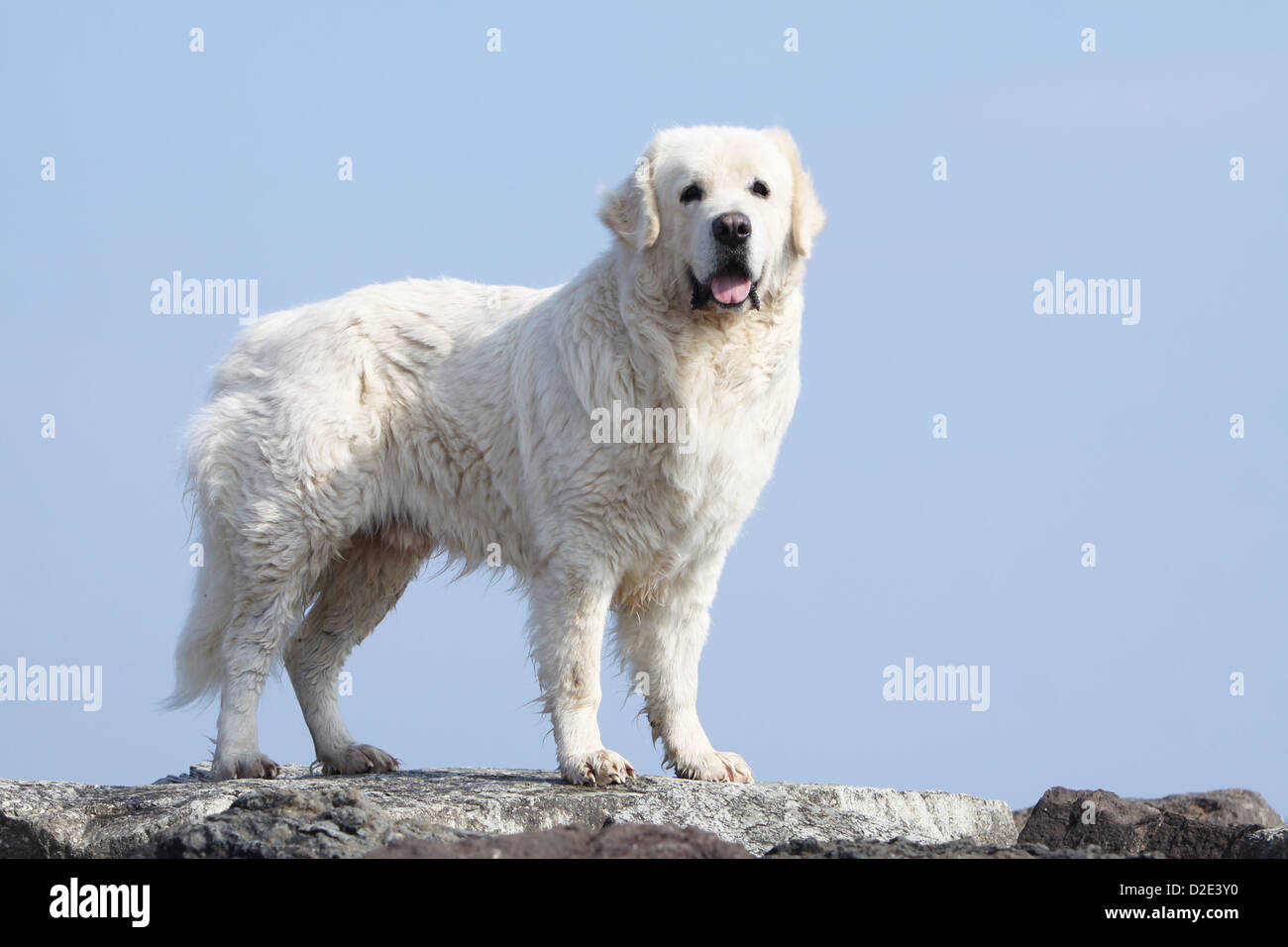 Dog Polish Tatra Sheepdog / Tatra Mountain Sheepdog / Podhale adult ...