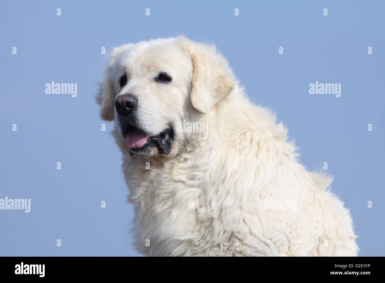 Tatra mountains shepherds dog hi-res stock photography and images - Alamy