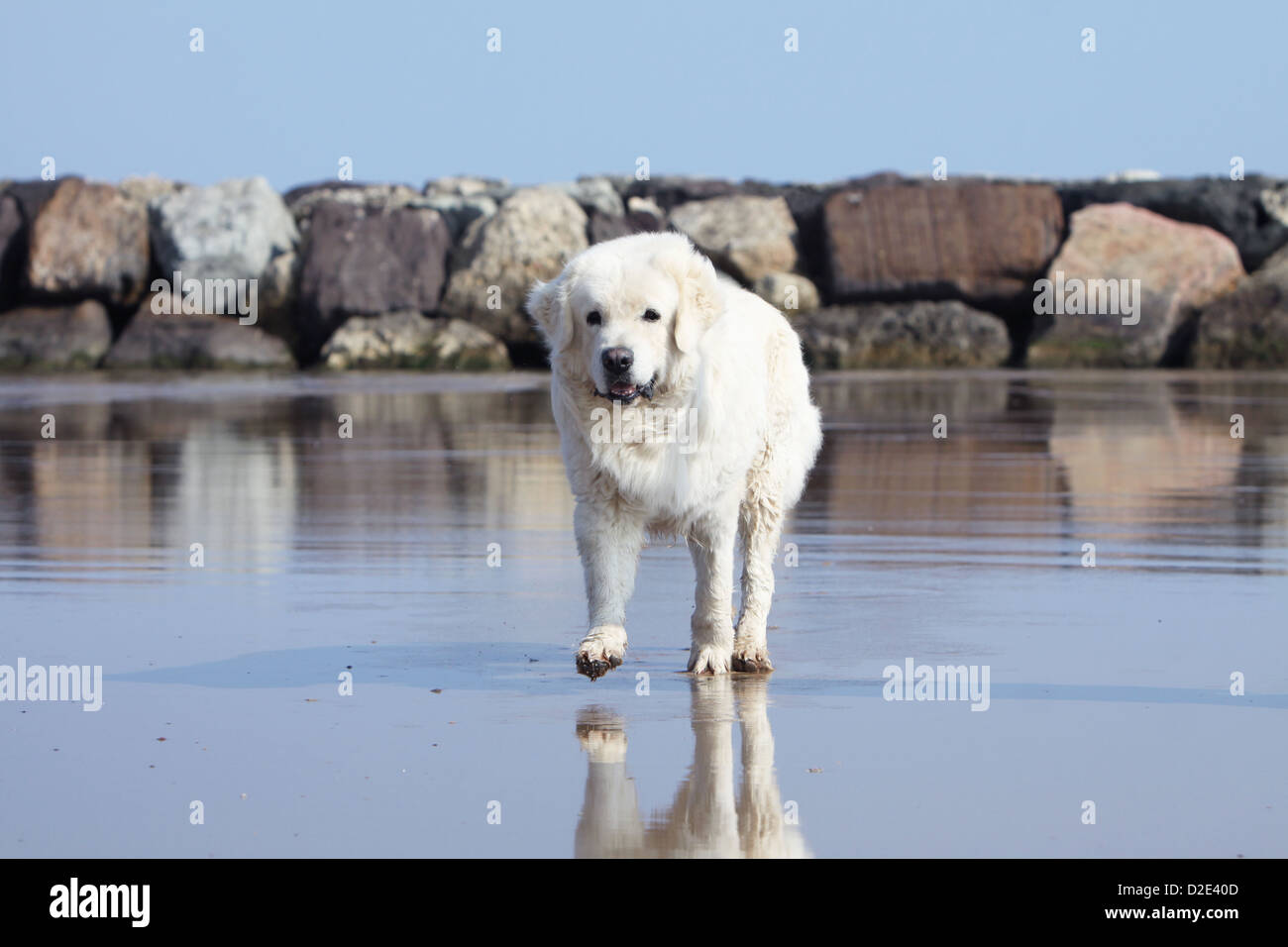 Polish shepherd of podhale breeding hi-res stock photography and images ...