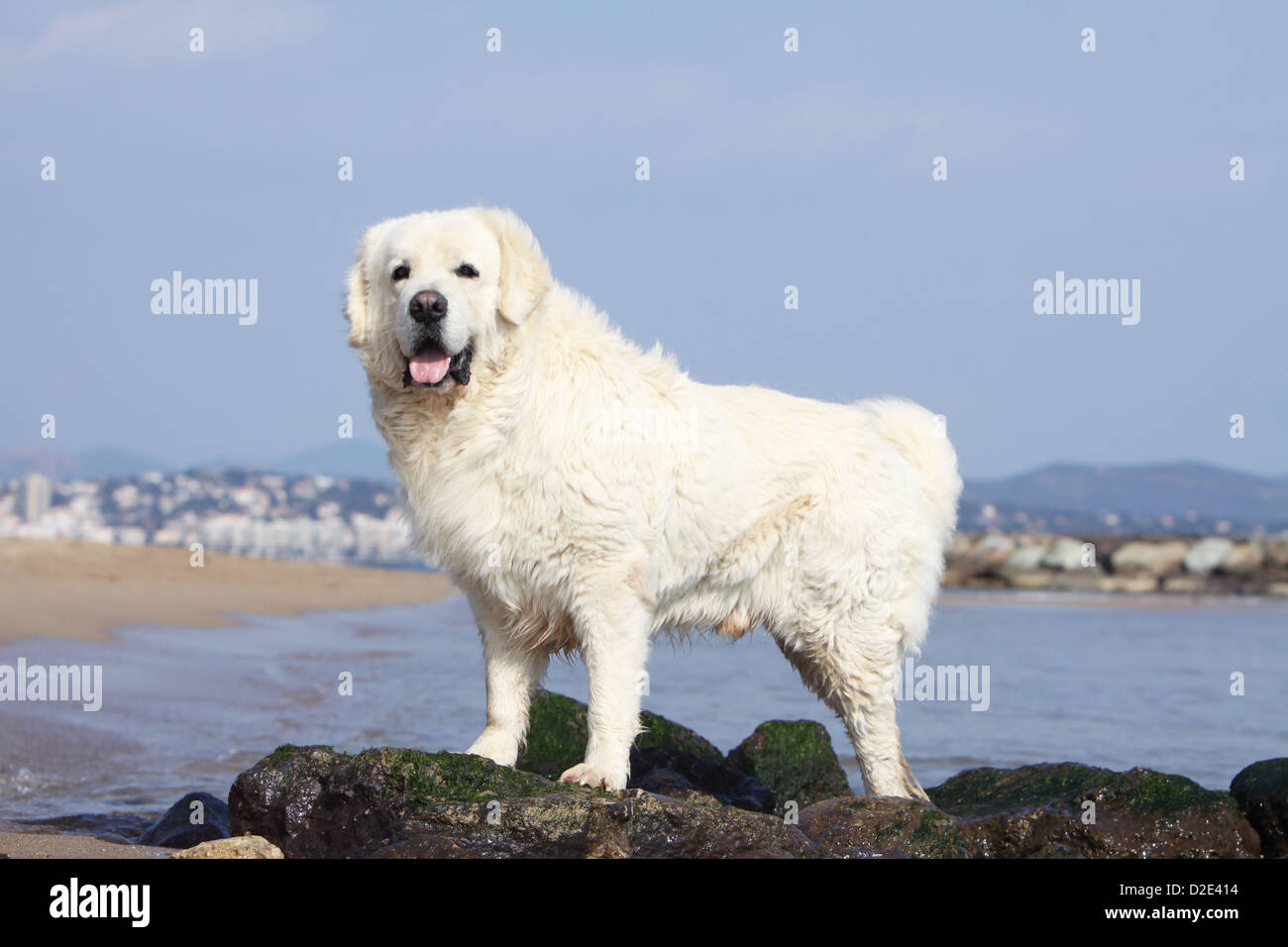 Dog Polish Tatra Sheepdog / Tatra Mountain Sheepdog / Podhale adult ...