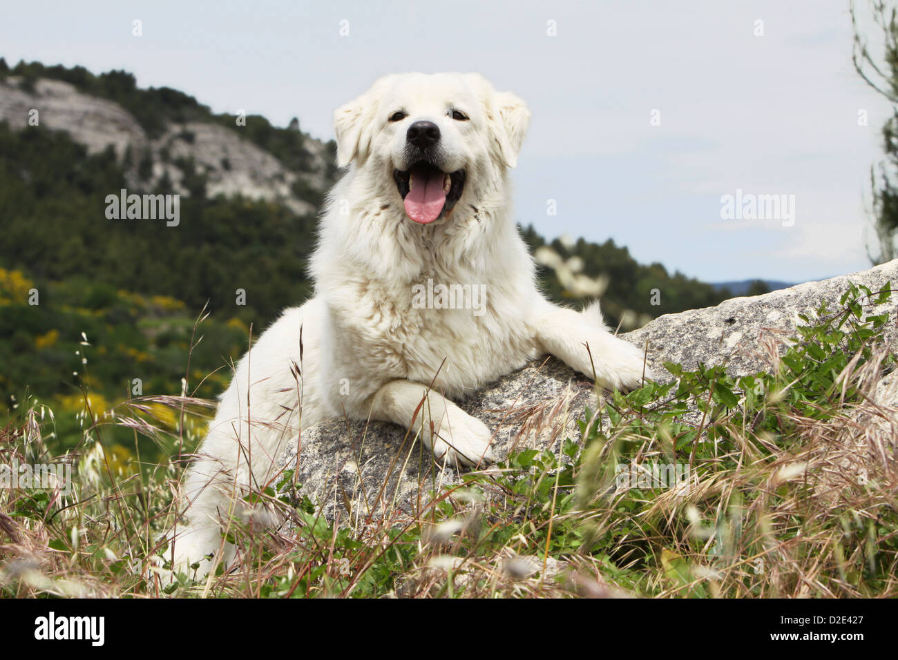 Tatra mountains shepherds dog hi-res stock photography and images - Alamy