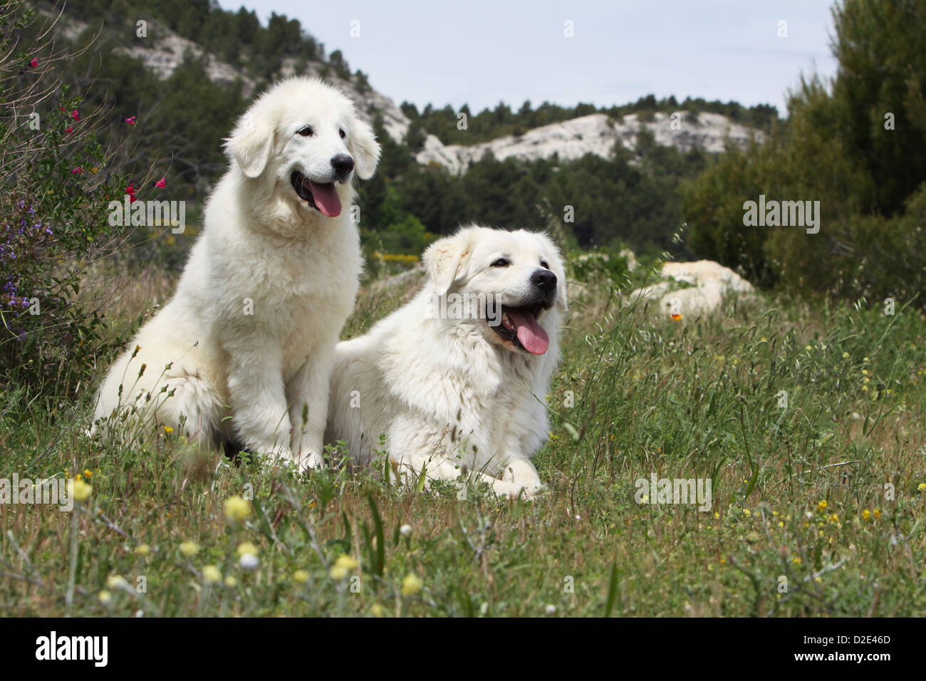 Dog Polish Tatra Sheepdog / Tatra Mountain Sheepdog / Podhale adult and ...