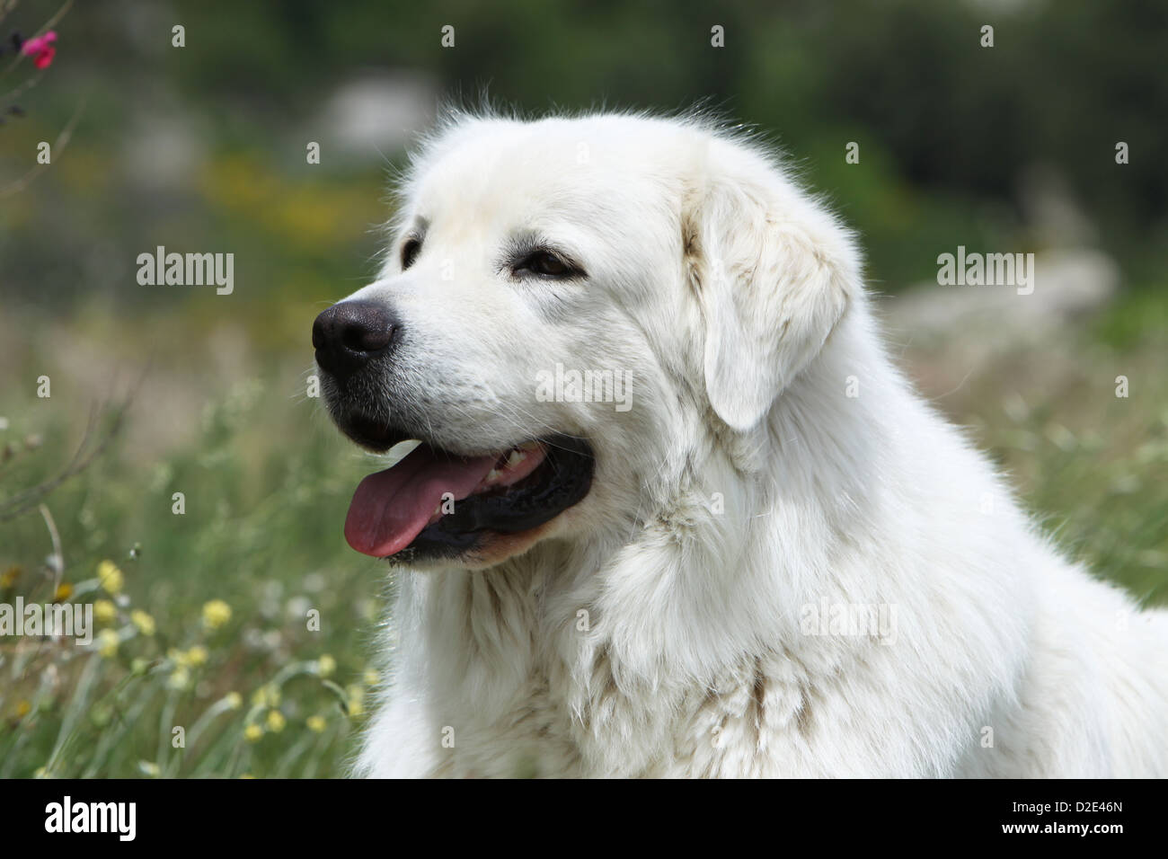 Tatra mountains shepherds dog hi-res stock photography and images - Alamy