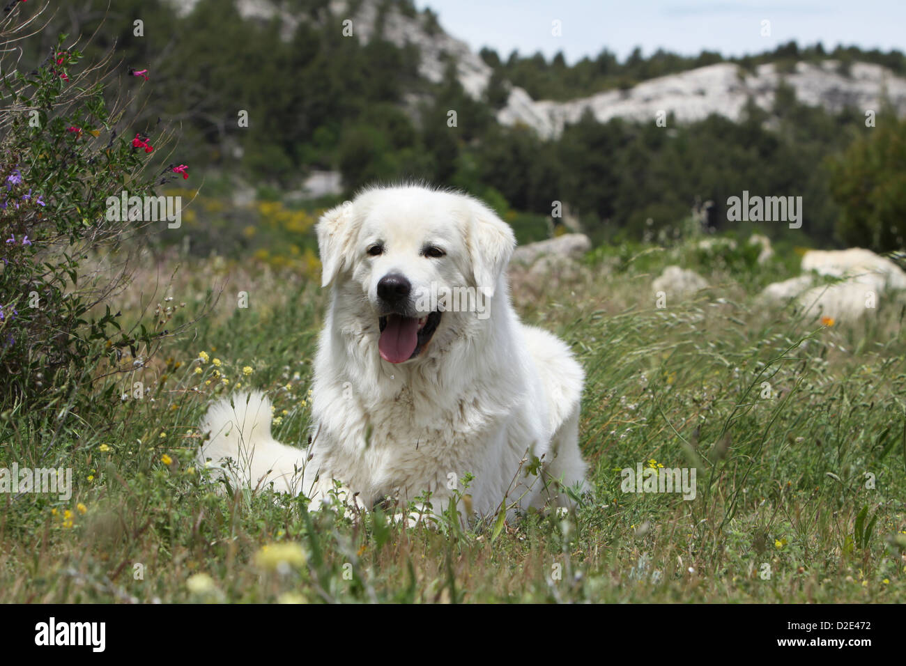 Dog Polish Tatra Sheepdog / Tatra Mountain Sheepdog / Podhale adult ...