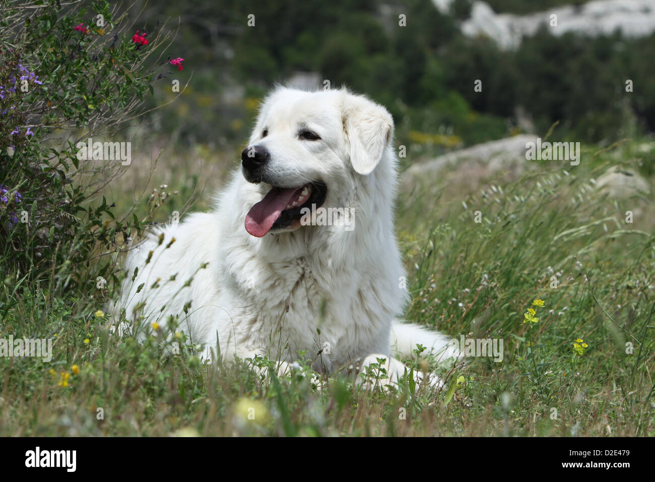 Mountain sheep profile hi-res stock photography and images - Alamy