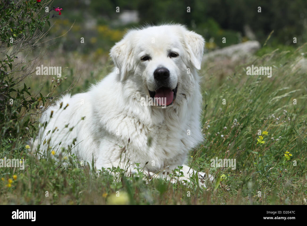 Dog Polish Tatra Sheepdog / Tatra Mountain Sheepdog / Podhale adult ...