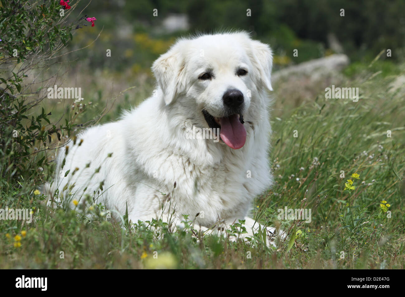 Dog Polish Tatra Sheepdog / Tatra Mountain Sheepdog / Podhale adult ...