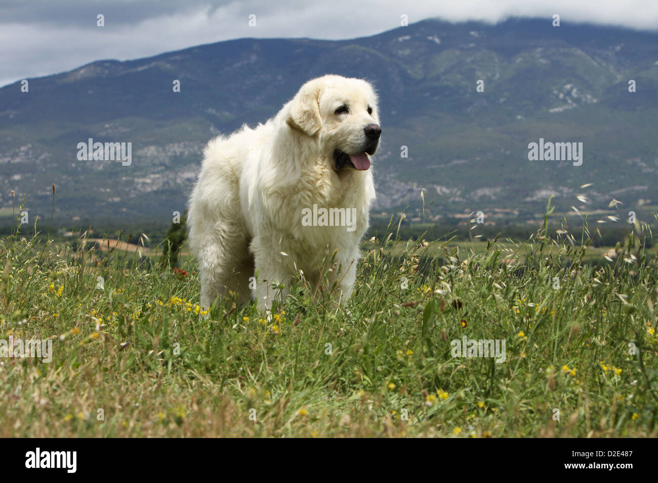Dog Polish Tatra Sheepdog / Tatra Mountain Sheepdog / Podhale adult ...