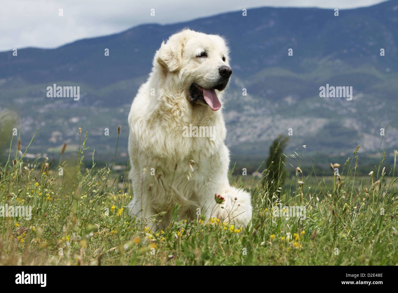 Dog Polish Tatra Sheepdog / Tatra Mountain Sheepdog / Podhale adult ...