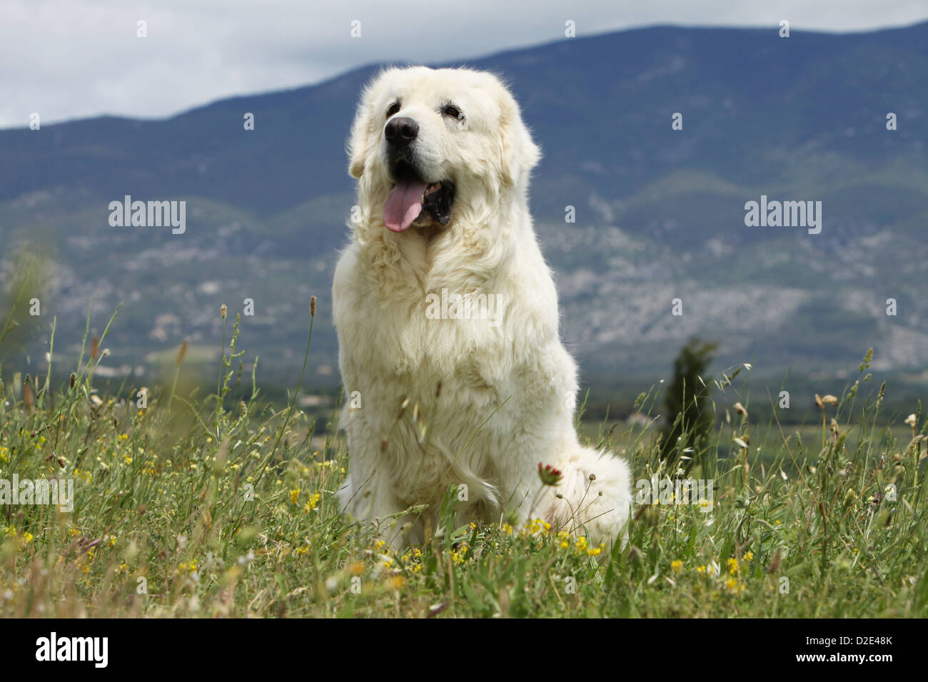 Sheeps and sheepdog in nature hi-res stock photography and images - Alamy