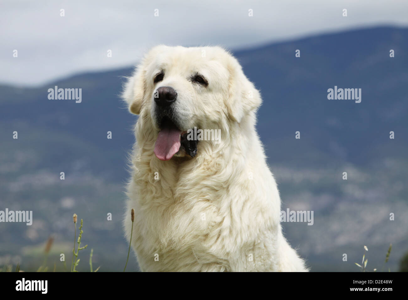 Tatra Mountains Shepherds Dog High Resolution Stock Photography and ...