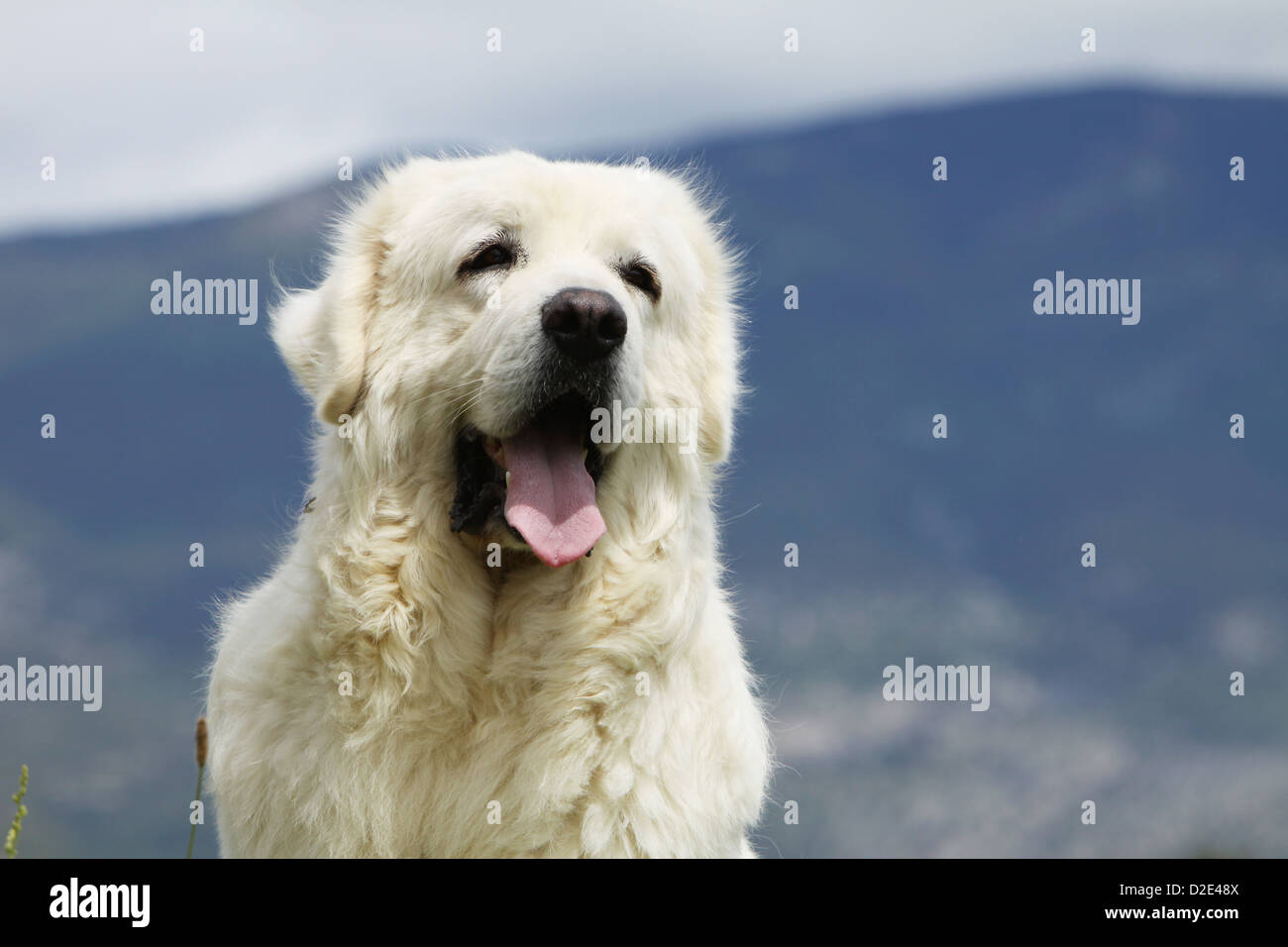 Tatra mountains shepherds dog hi-res stock photography and images - Alamy