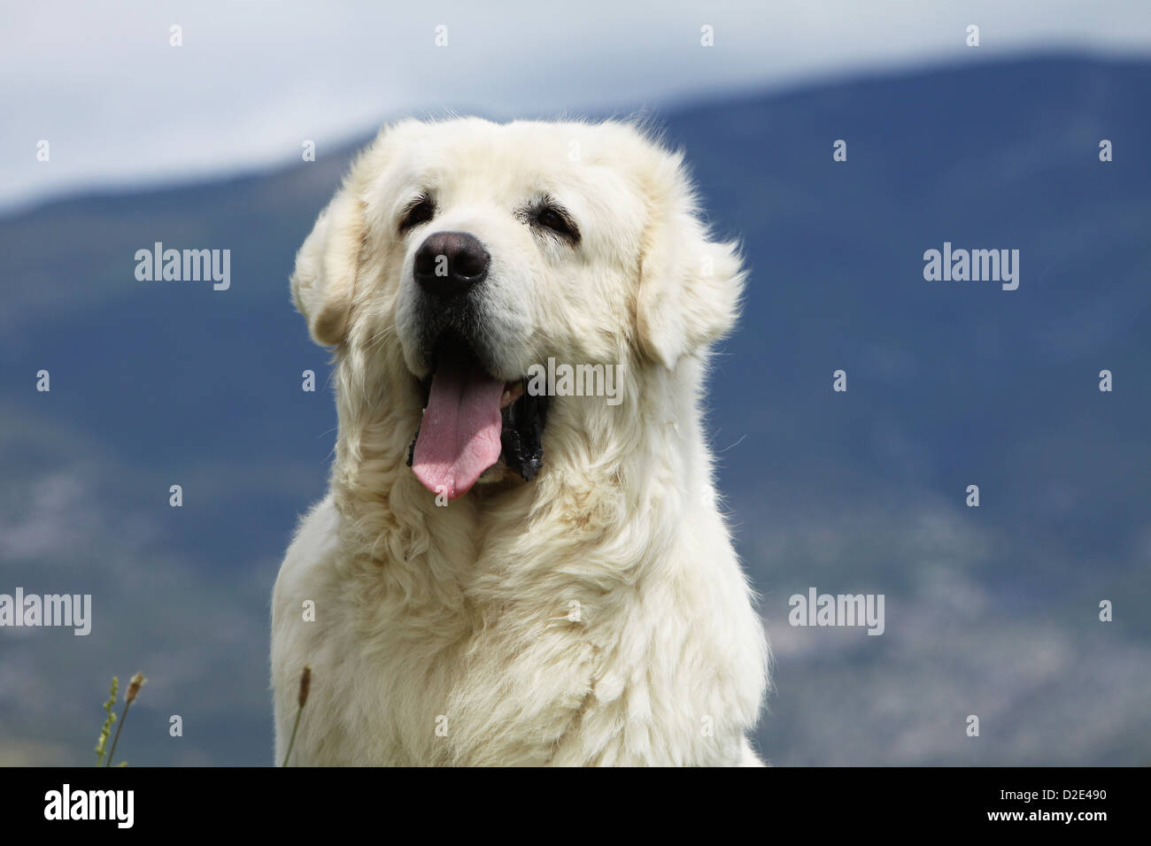 Tatra mountains shepherds dog hi-res stock photography and images - Alamy
