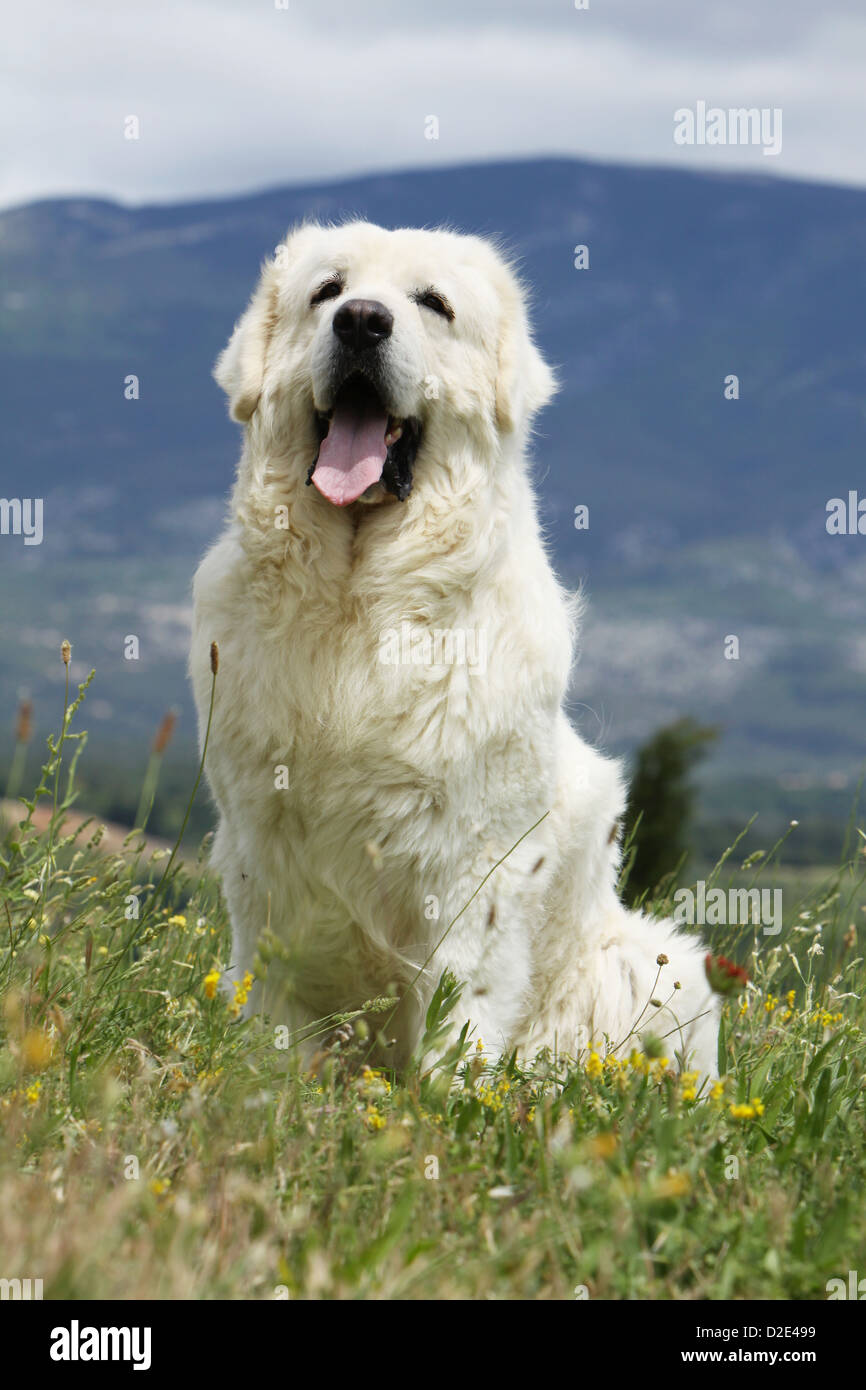 Tatra mountains shepherds dog hi-res stock photography and images - Alamy
