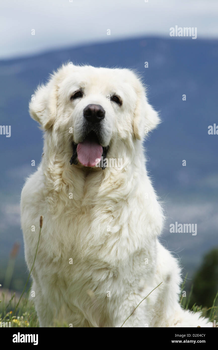 Tatra mountains shepherds dog hi-res stock photography and images - Alamy