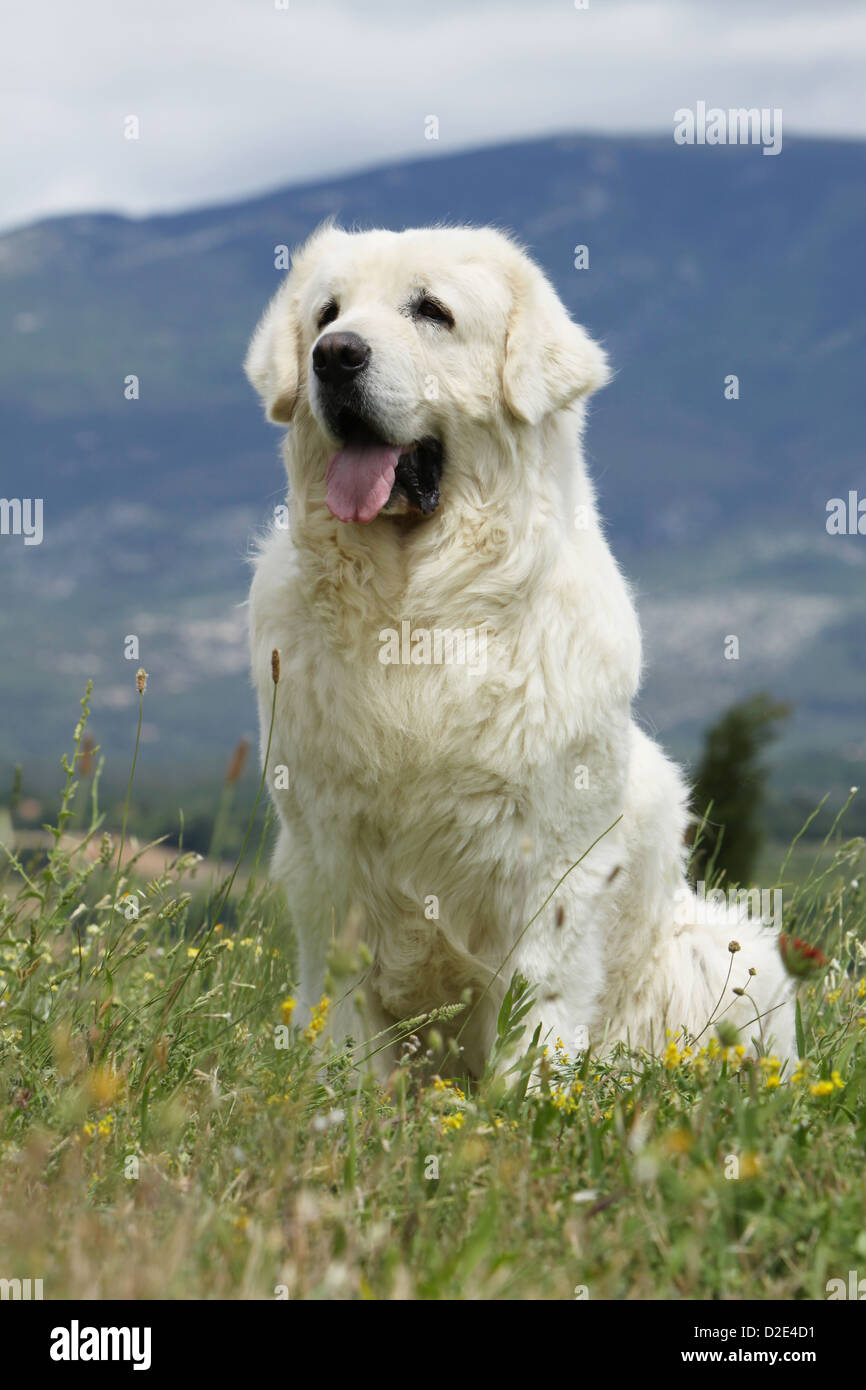 Dog Polish Tatra Sheepdog / Tatra Mountain Sheepdog / Podhale adult ...