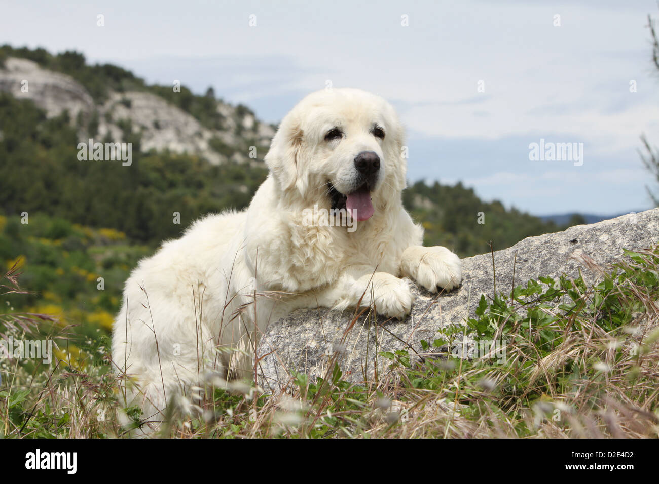 Dog Polish Tatra Sheepdog / Tatra Mountain Sheepdog / Podhale adult ...