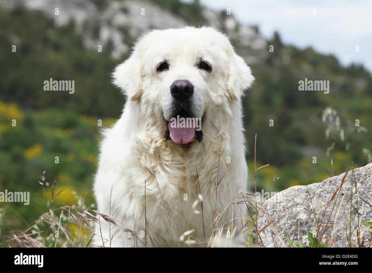 Tatra mountains shepherds dog hi-res stock photography and images - Alamy