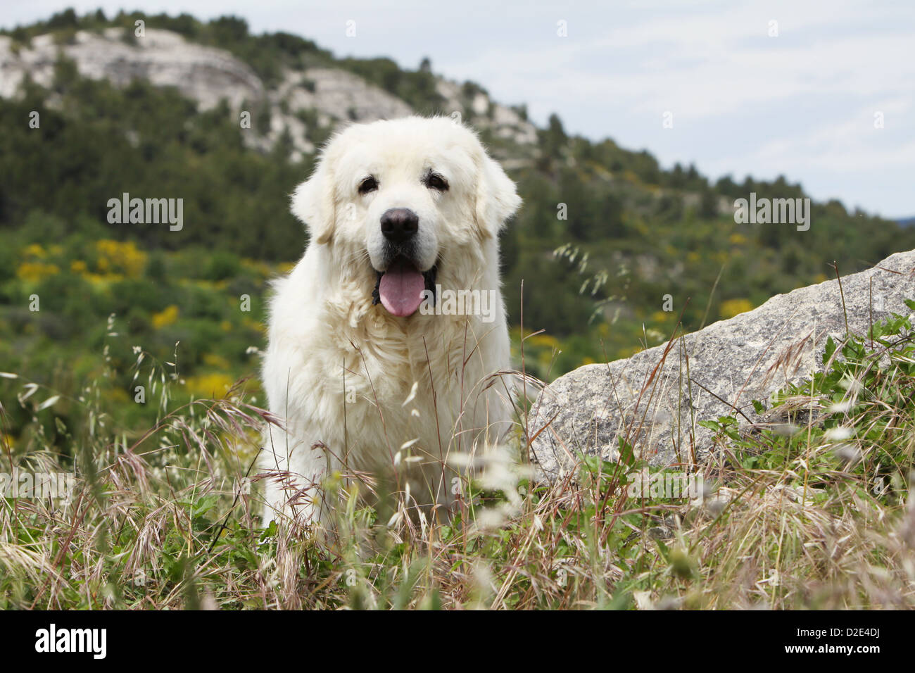 Polish shepherd podhale dog hi-res stock photography and images - Alamy