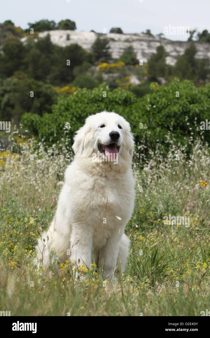 Dog Polish Tatra Sheepdog / Tatra Mountain Sheepdog / Podhale puppy ...
