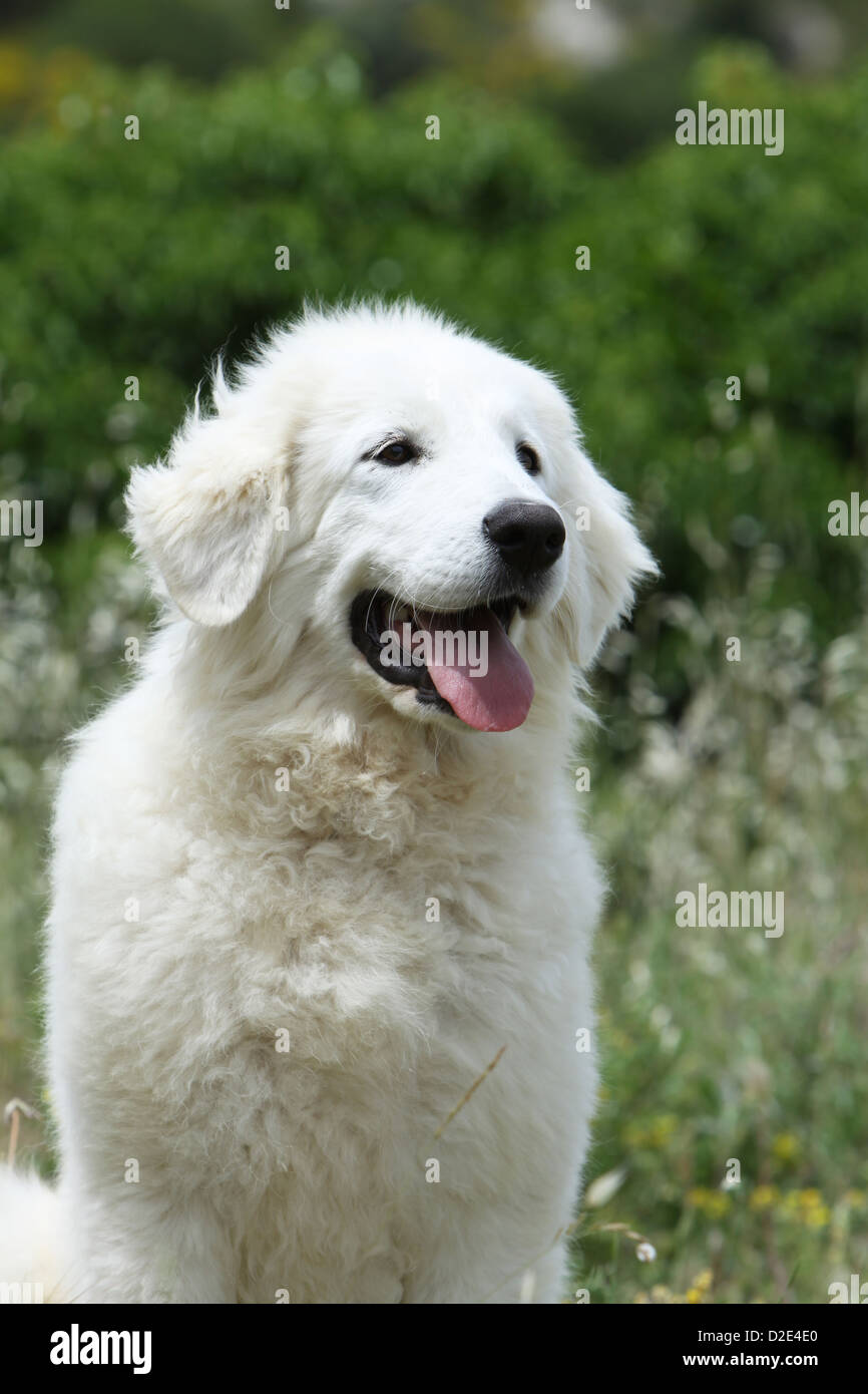 Tatra mountains shepherds dog hi-res stock photography and images - Alamy