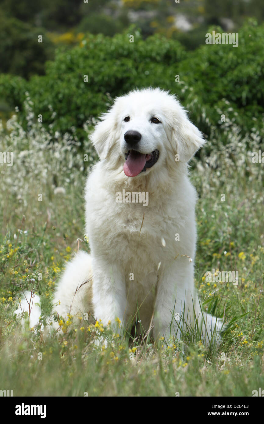 Dog Polish Tatra Sheepdog / Tatra Mountain Sheepdog / Podhale puppy ...