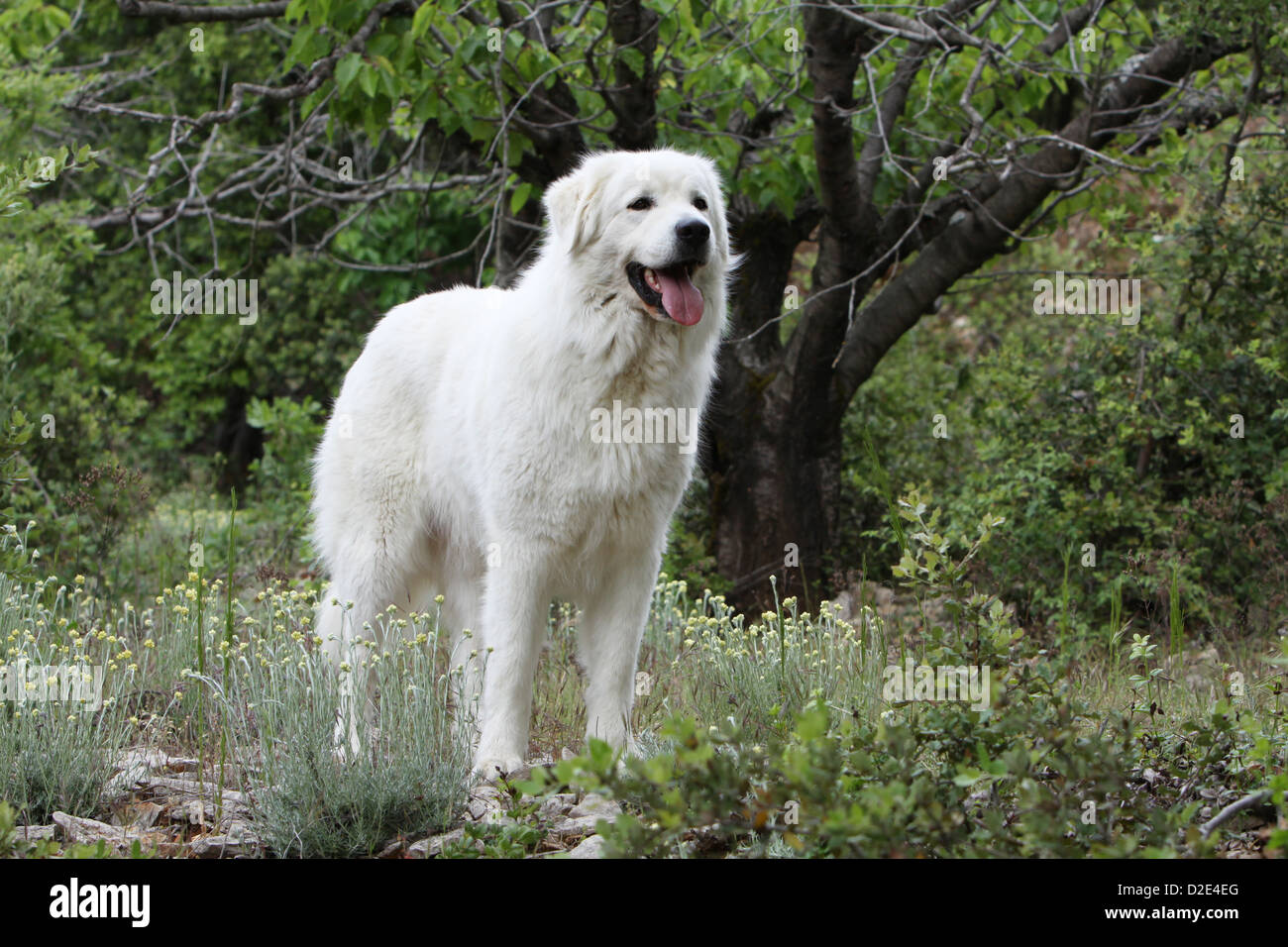 Tatra mountains shepherds dog hi-res stock photography and images - Alamy